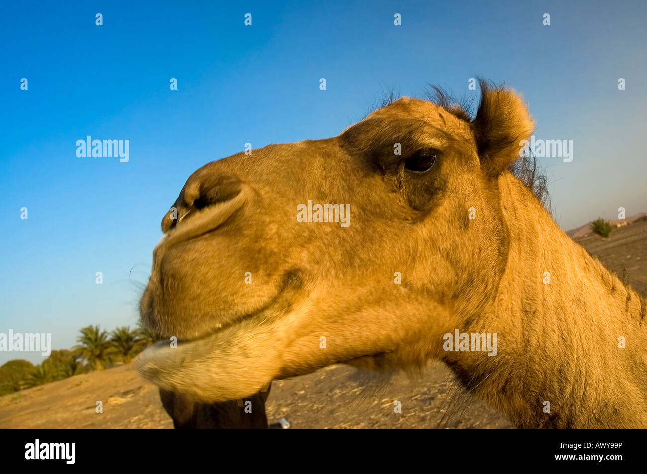 Detail of mocking dromedary head Stock Photo - Alamy