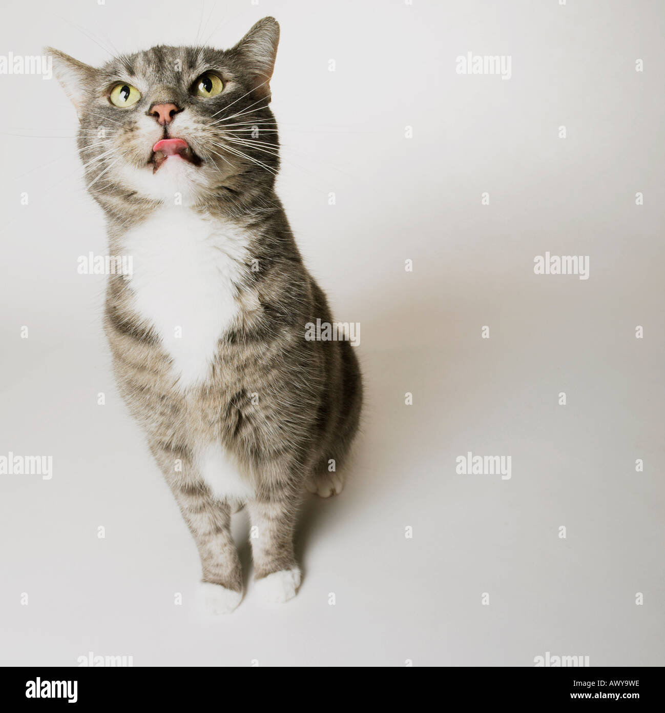 Portrait of Grey Tabby Cat Stock Photo - Alamy