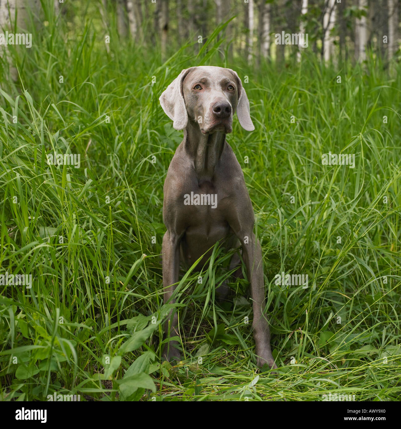 Tall dog sitting outside hi-res stock photography and images - Alamy