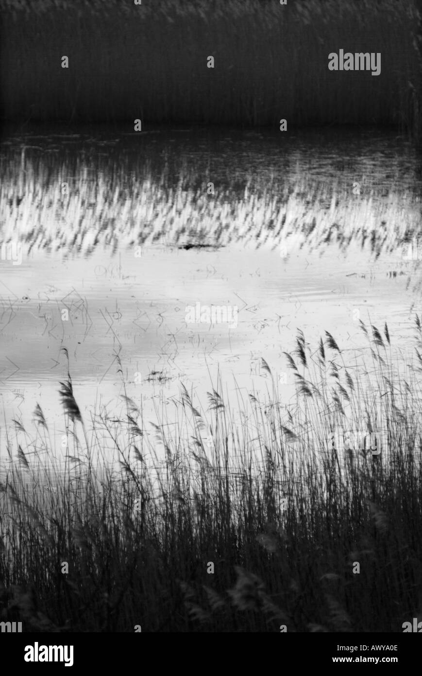 Marshes landscape Black and White Stock Photos & Images - Alamy