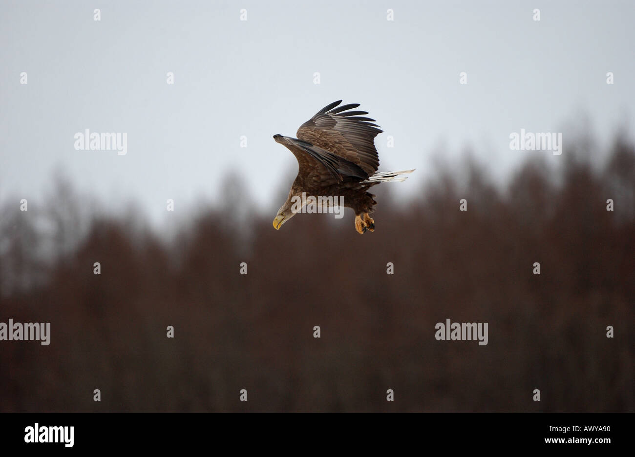 Stooping hi-res stock photography and images - Alamy