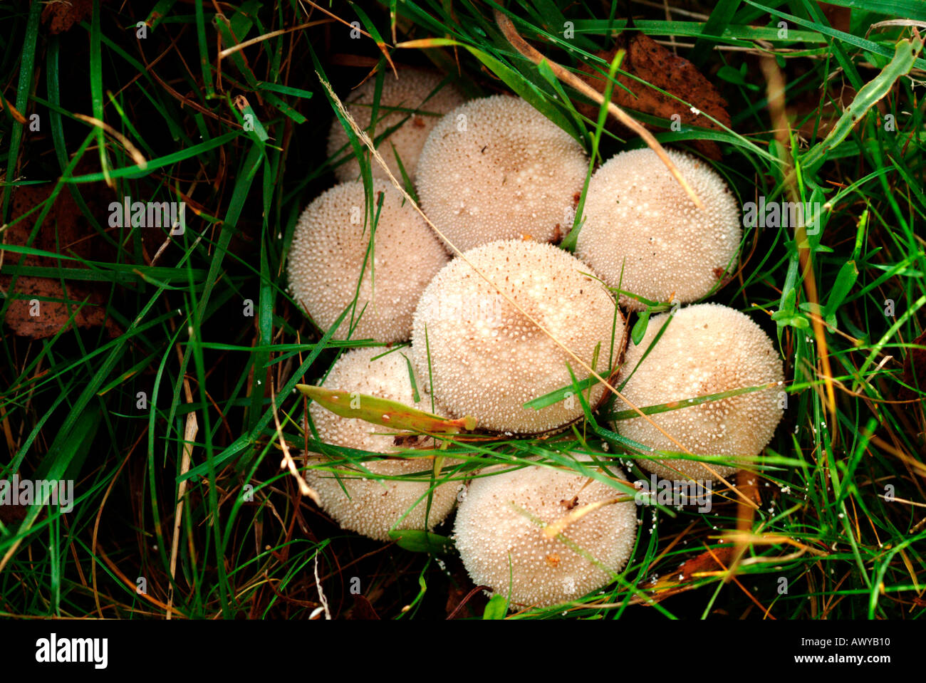 common puff ball lycoperdon perlatum Stock Photo - Alamy