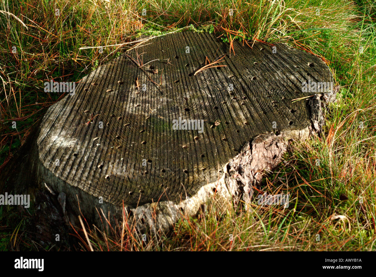 Drillled hi-res stock photography and images - Alamy