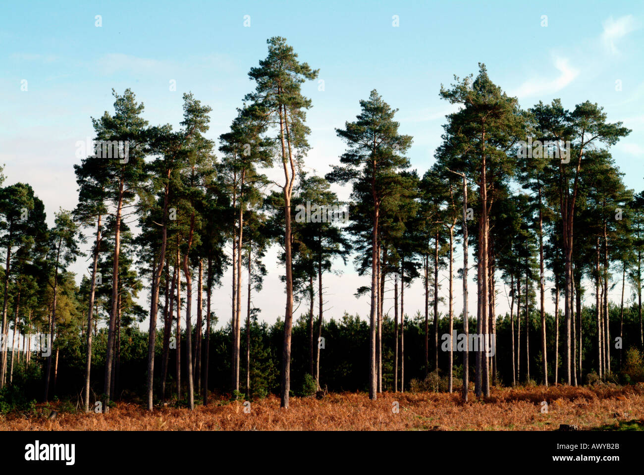 Trees Thetford Forest Norfok England Stock Photo - Alamy