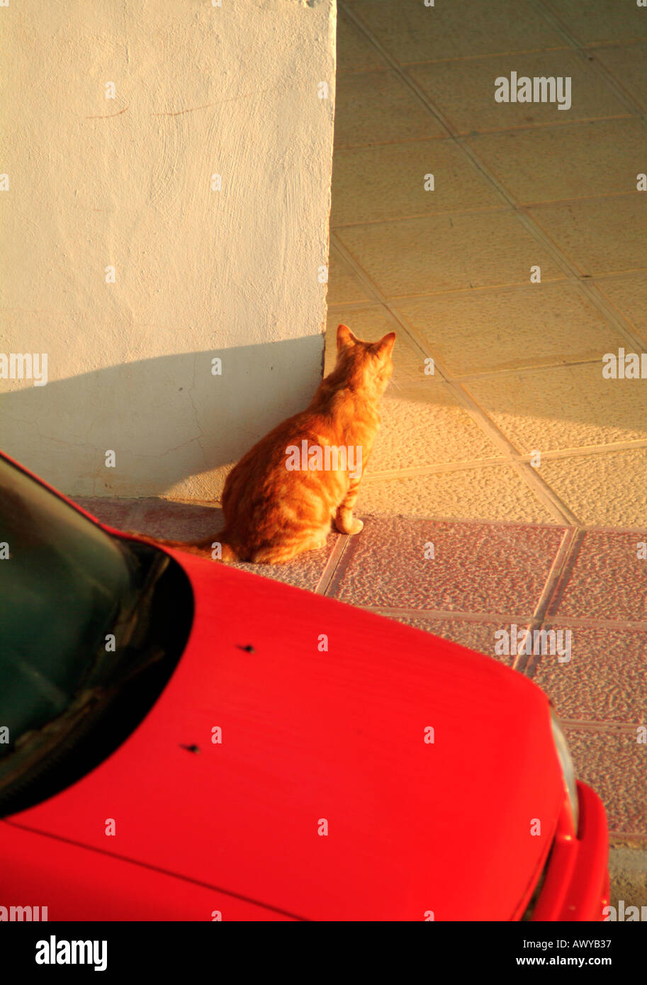 cat sitting and watching Stock Photo - Alamy