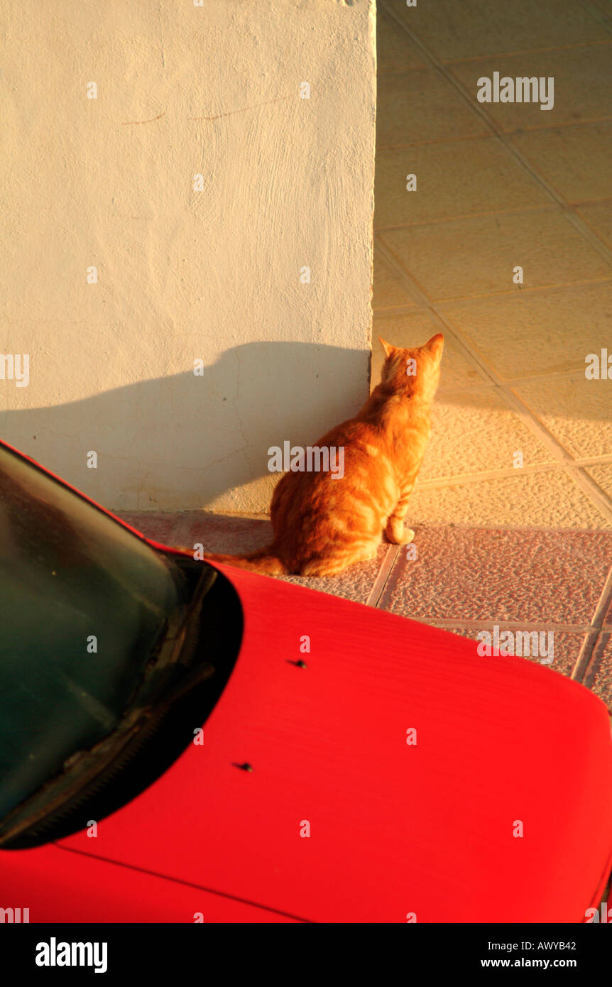 cat sitting and watching Stock Photo - Alamy