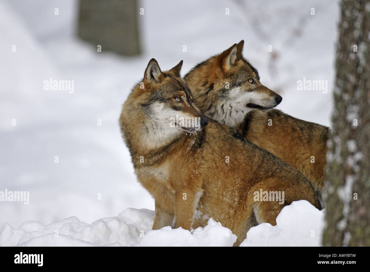 Wolf chasing prey hi-res stock photography and images - Alamy
