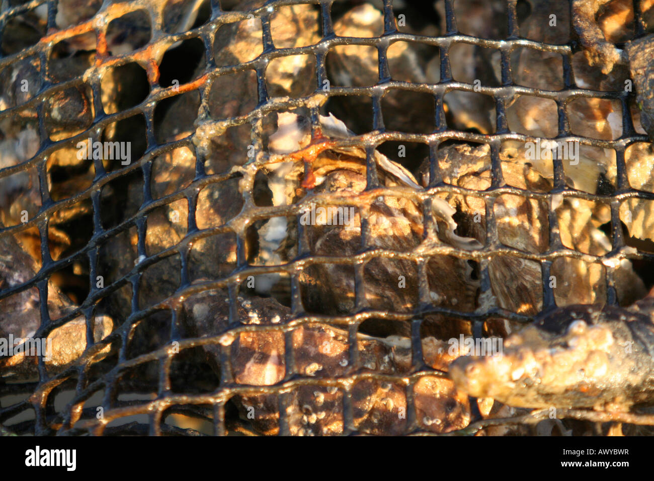 Oysters growing in rope mesh bags "pillow cases" on an oyster park in ...