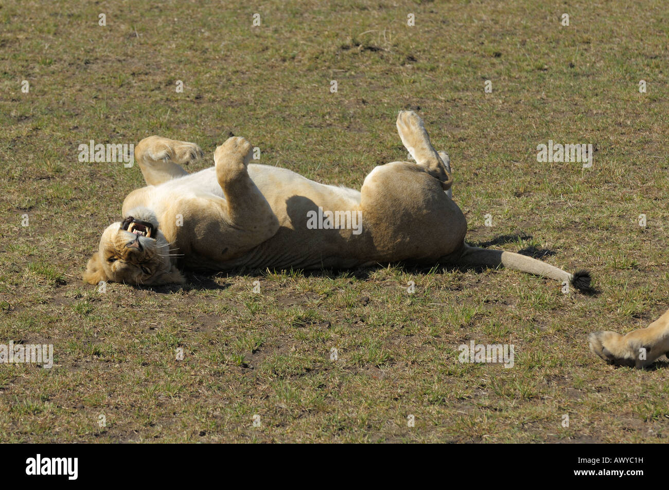 Lioness after mating,Masai Mara,Kenya Stock Photo - Alamy
