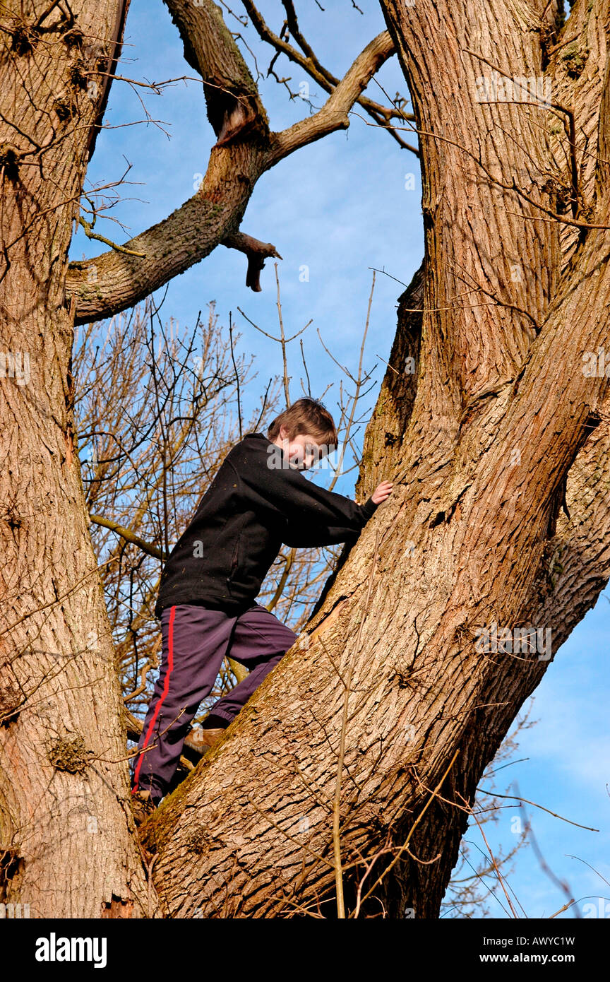 A young boy climbs a tree Stock Photo - Alamy