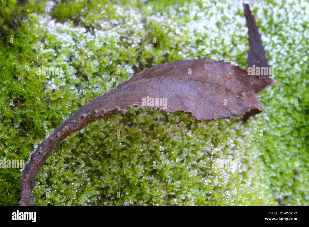 Frosted moss hi-res stock photography and images - Alamy