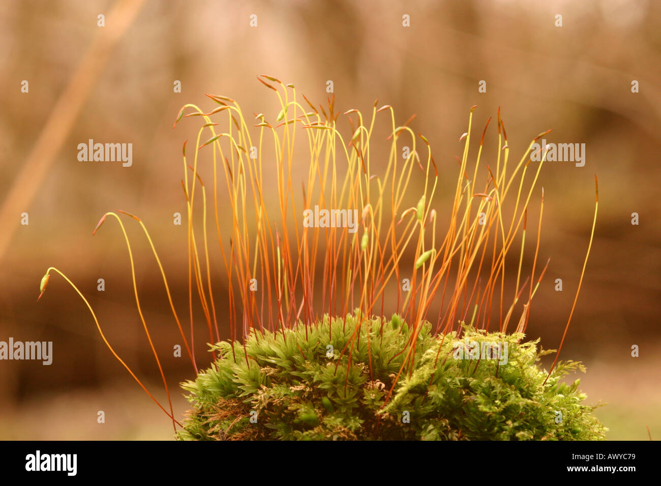 Thread Moss High Resolution Stock Photography and Images - Alamy