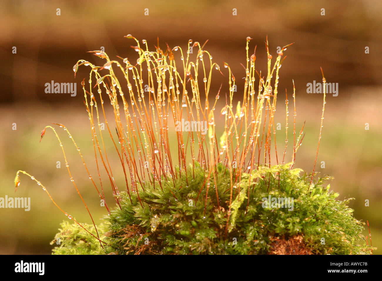 Thread Moss High Resolution Stock Photography and Images - Alamy