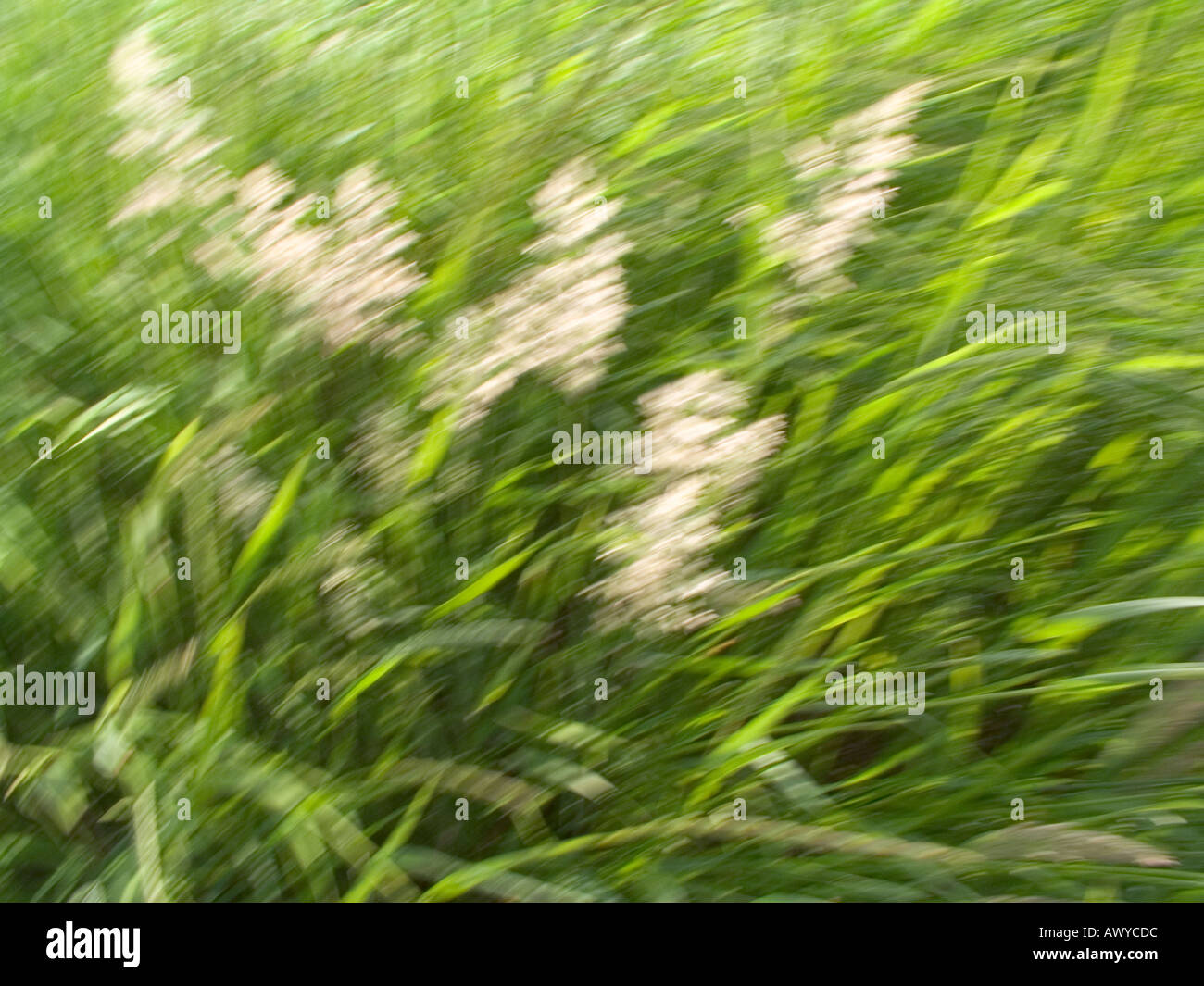 Green grass in wind uncut hi-res stock photography and images - Alamy