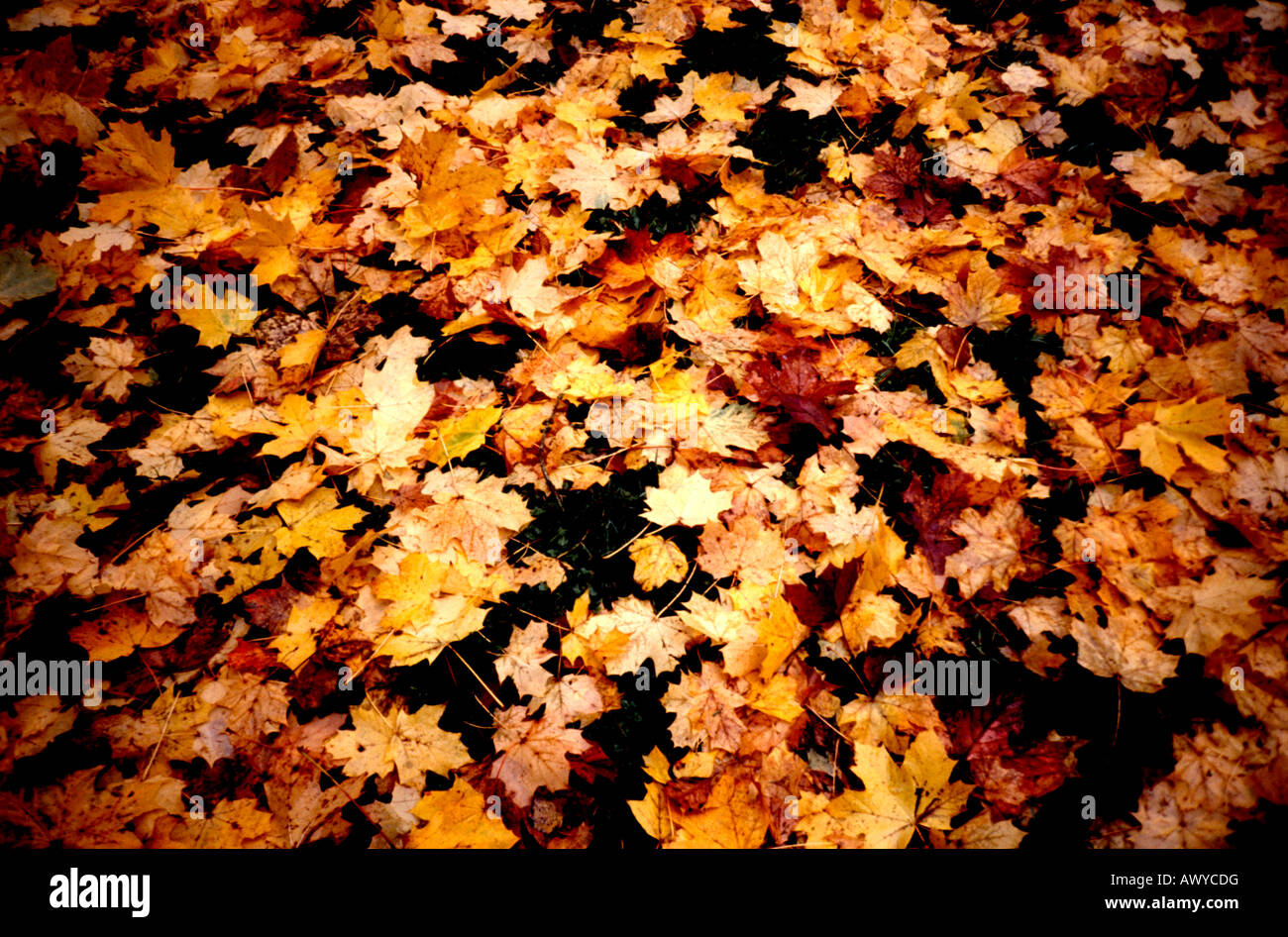 Autumn leaves on ground in London park Stock Photo - Alamy