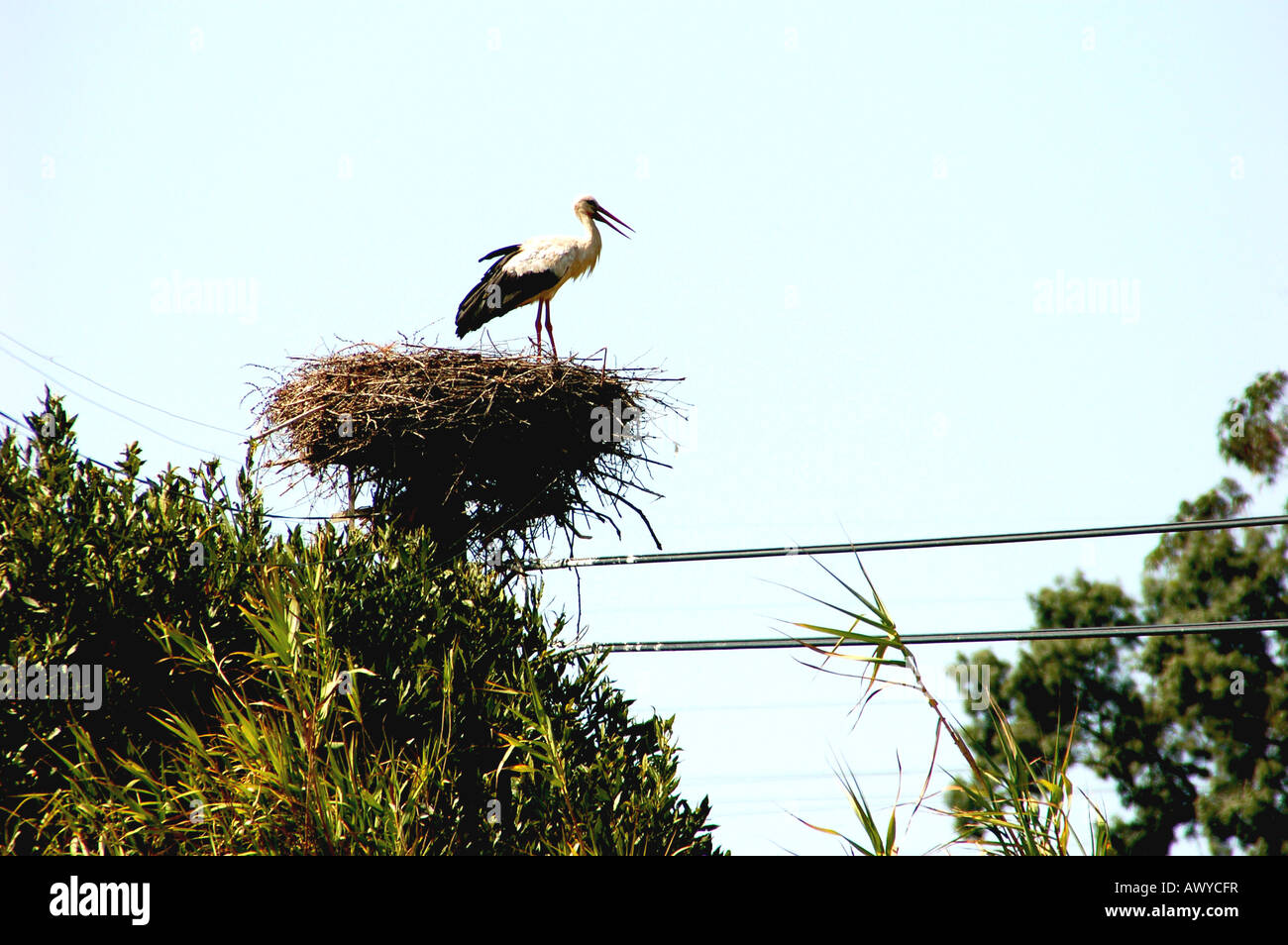 Stork on the nest Location Verride villa Province Beira Litoral Country ...