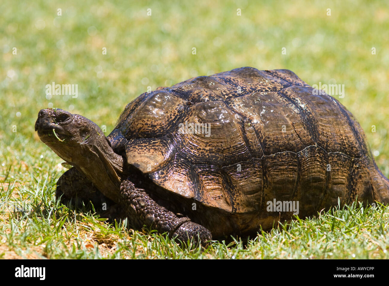 Mountain tortoise hi-res stock photography and images - Alamy
