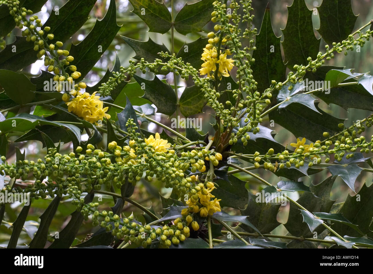 Old arboretum westonbirt hi-res stock photography and images - Alamy
