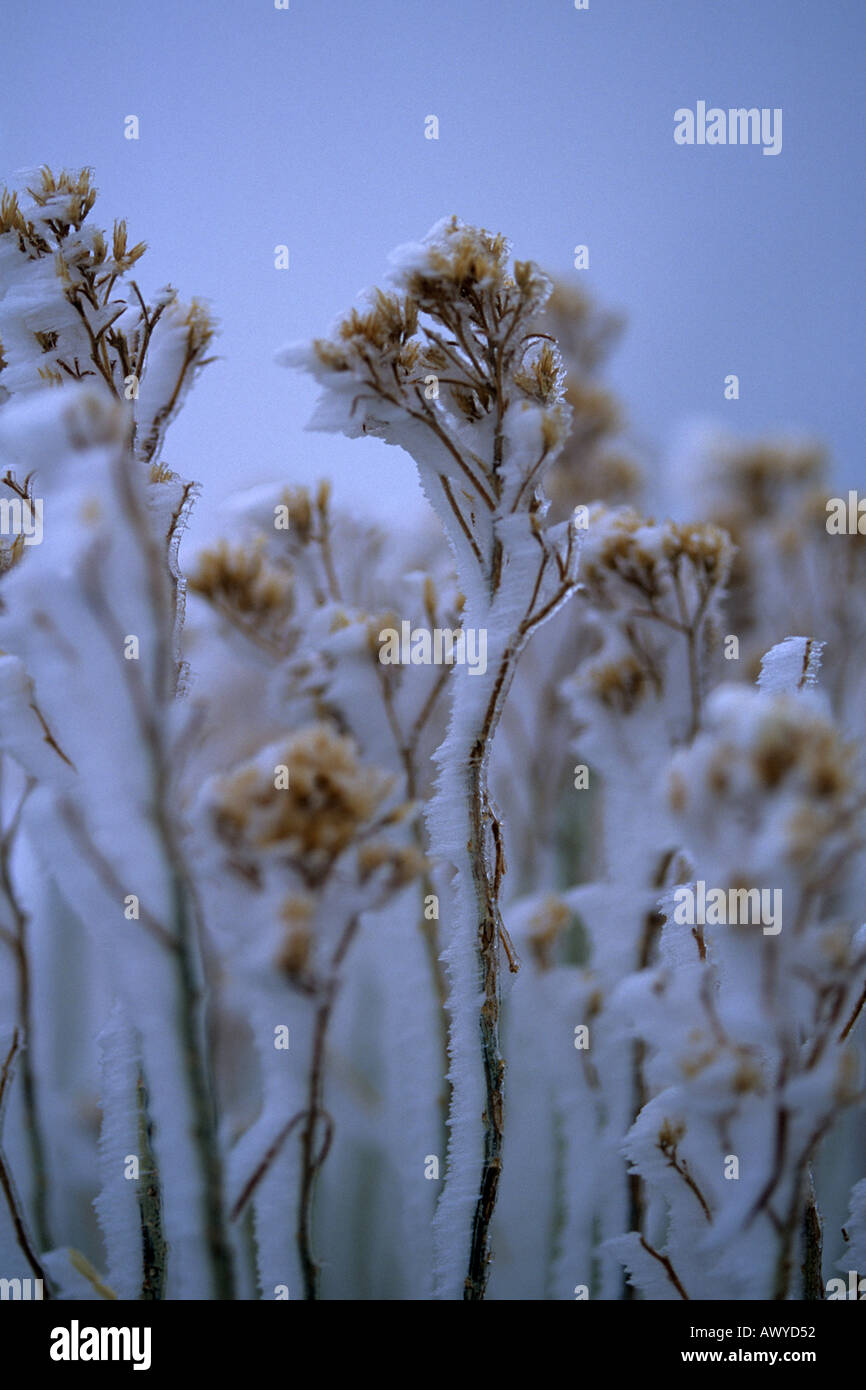 close up of yellow dried weeds with frozen snow crystals stuck to them ...