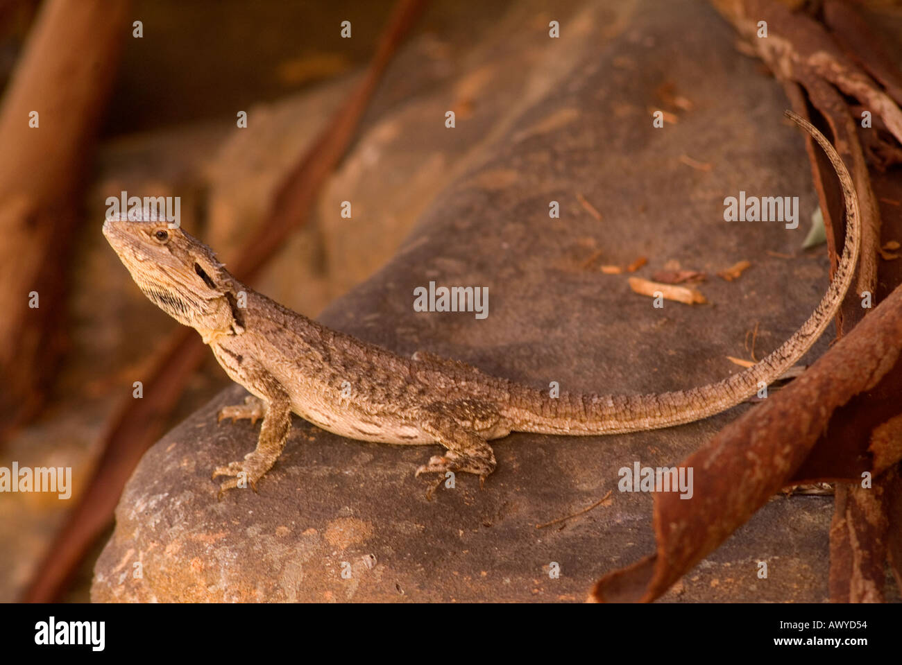 Bearded Dragon Or Pogona High Resolution Stock Photography and Images ...