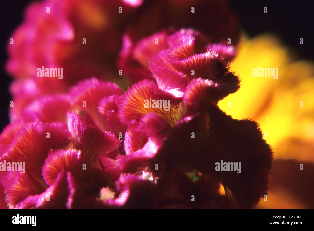 Indistinct shapes hi-res stock photography and images - Alamy