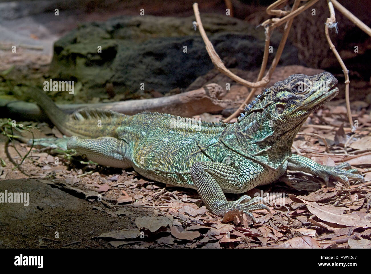 Sailfin lizard hydrosaurus pustulosus hi-res stock photography and ...
