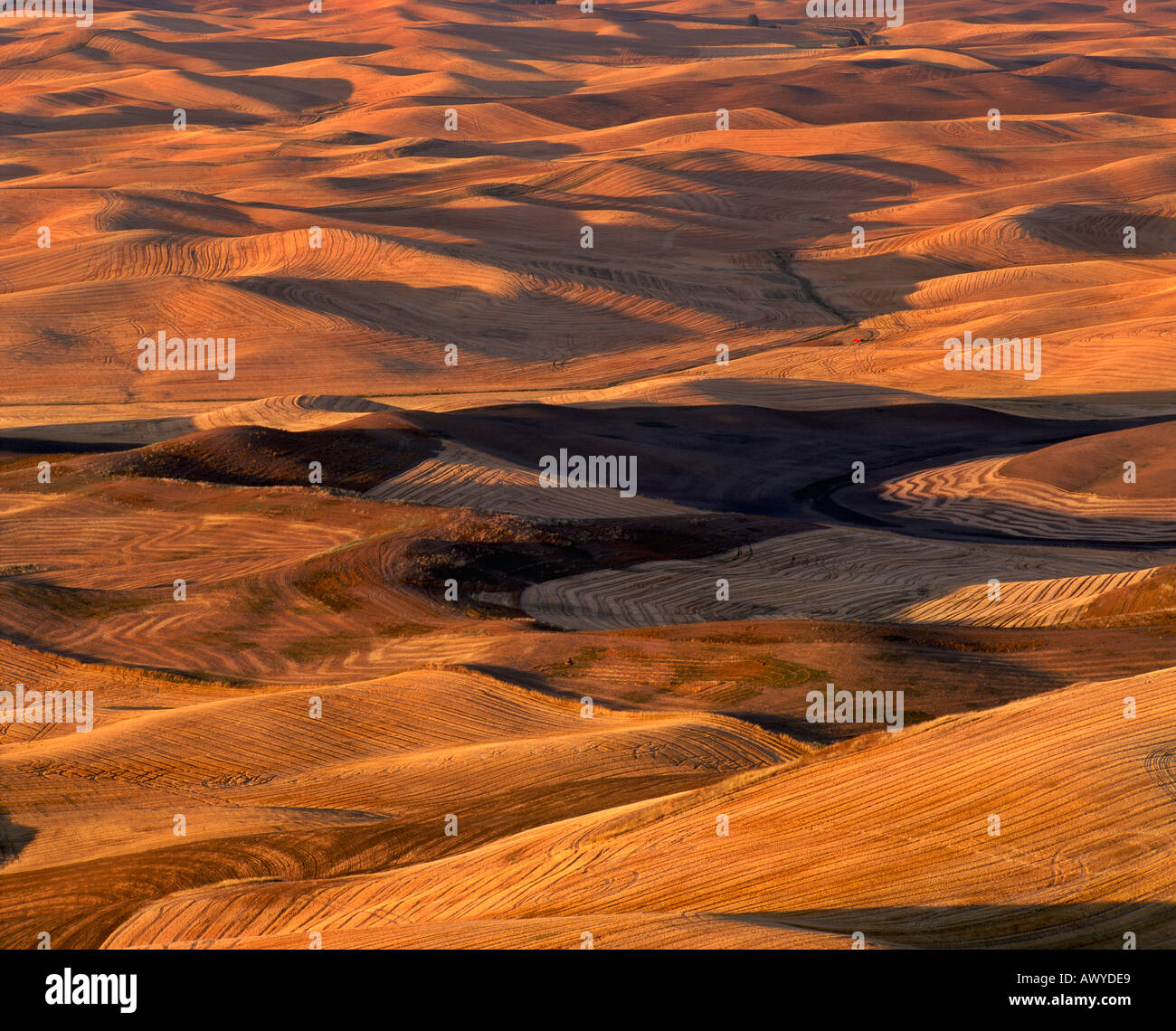 Rolling wheat fileds of the Palouse Valley after fall wheat harvest ...