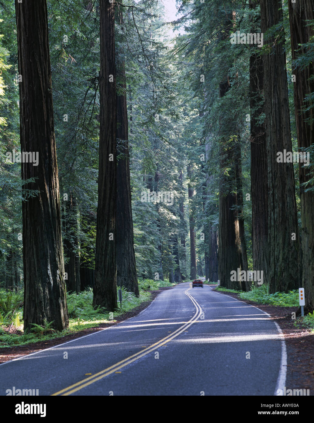 Redwood highway hi-res stock photography and images - Alamy