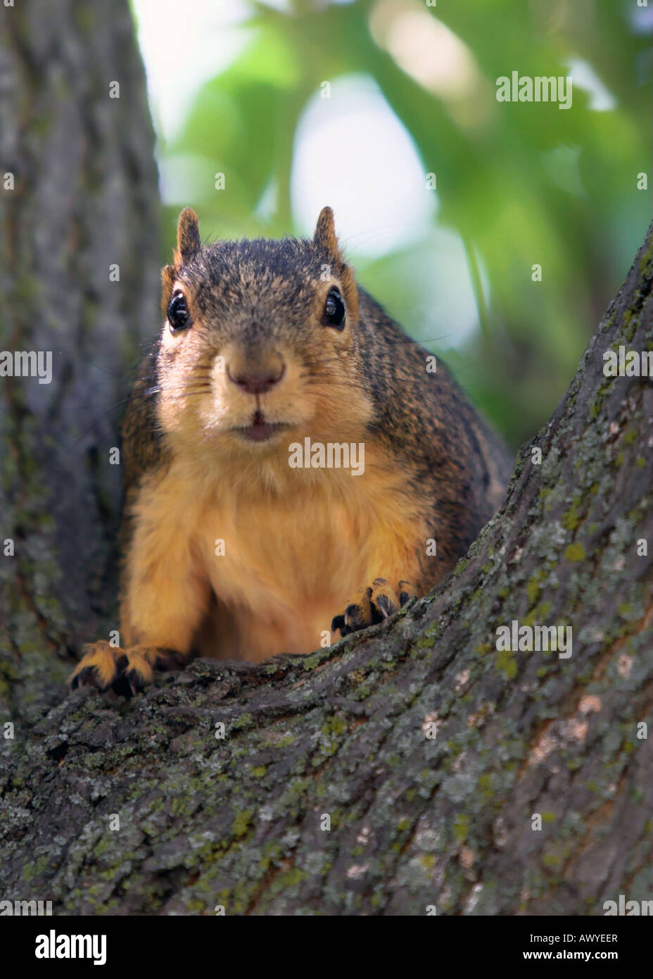 A squirrel in a tree Stock Photo - Alamy