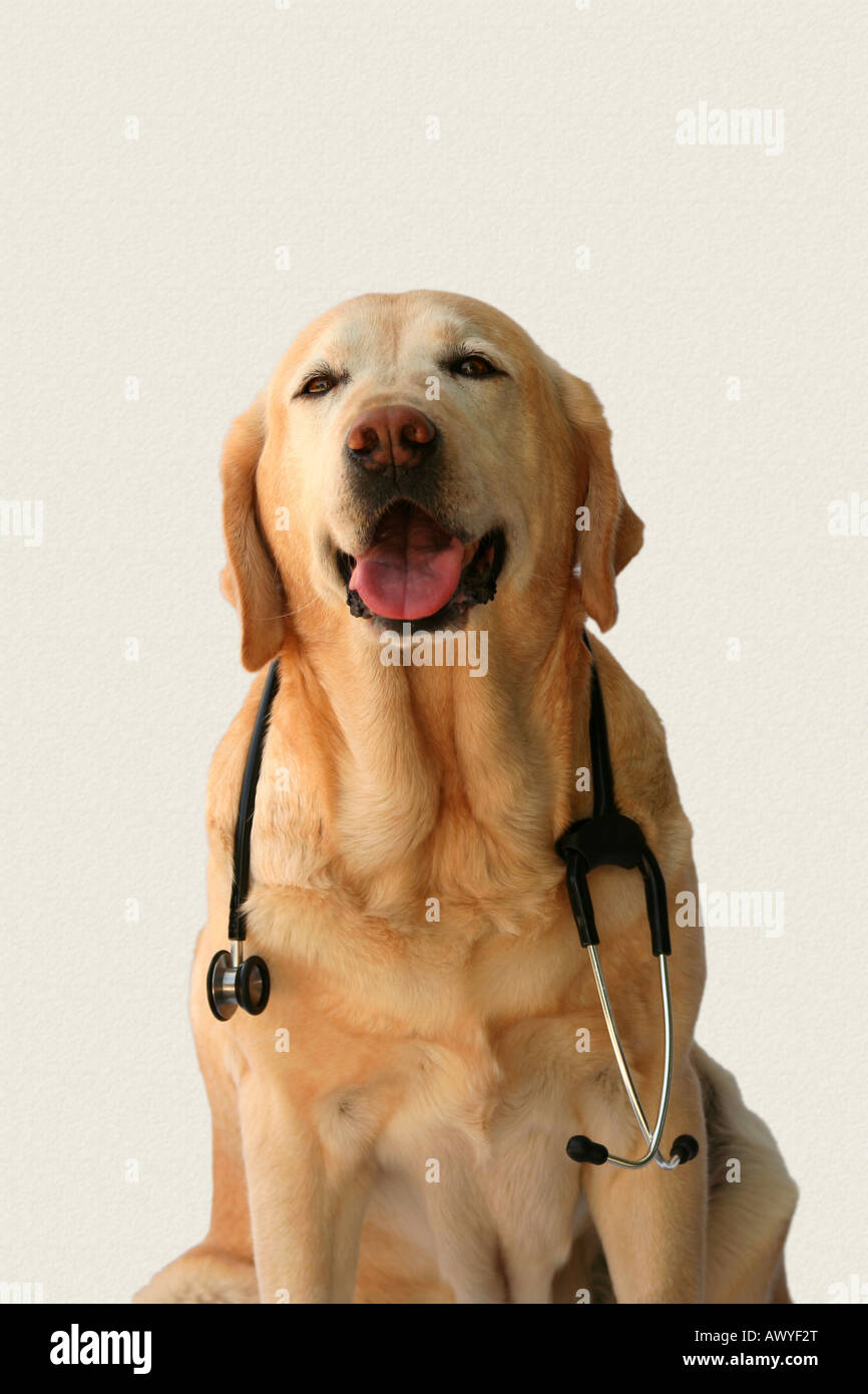 labrador posing as a doctor or veterinarian Stock Photo - Alamy