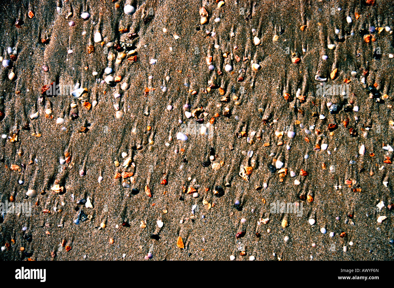 Stones and shells on sand Stock Photo - Alamy