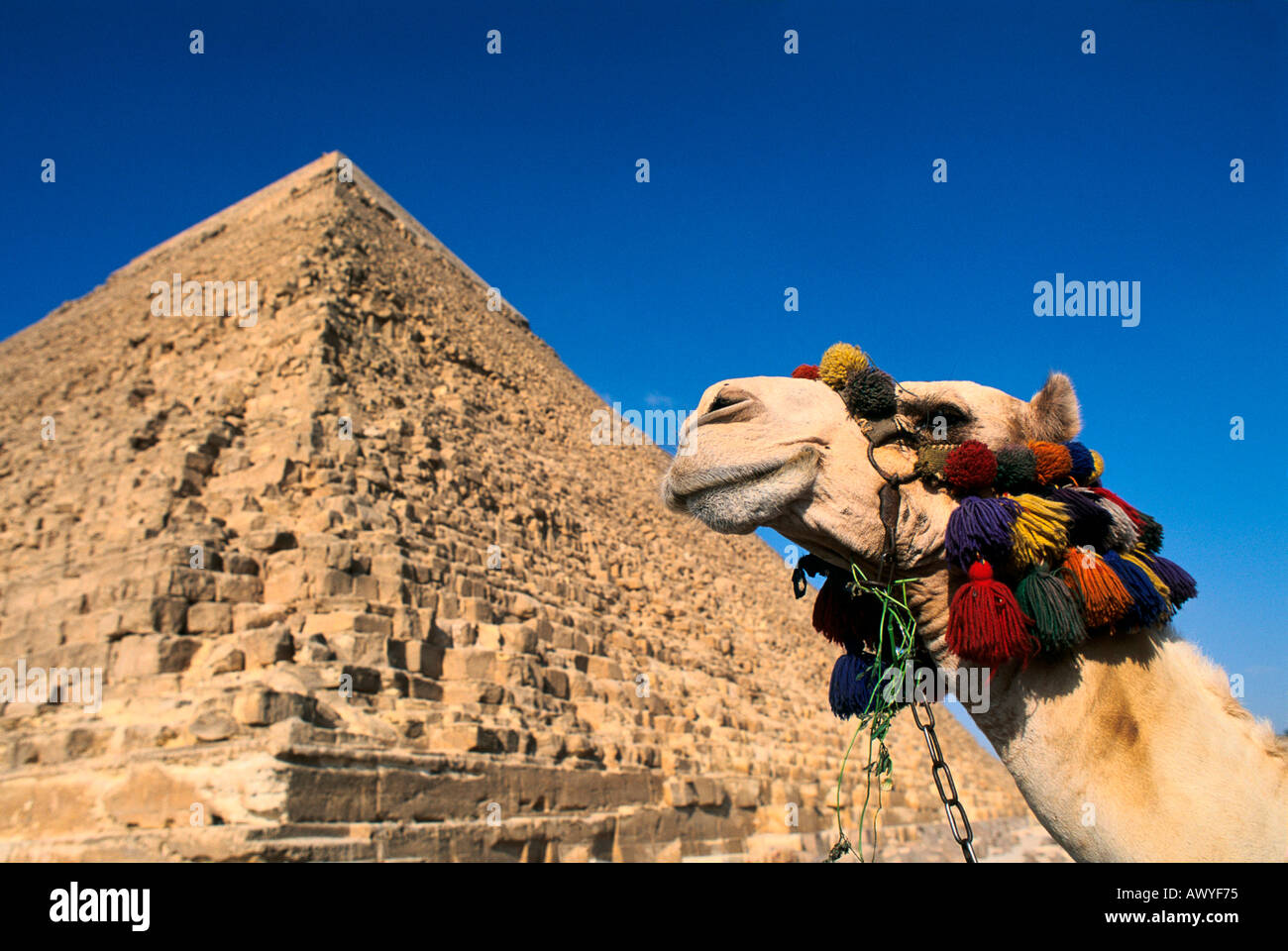 A camel in front of one of the pyramids at Giza This is the Pyramid of ...