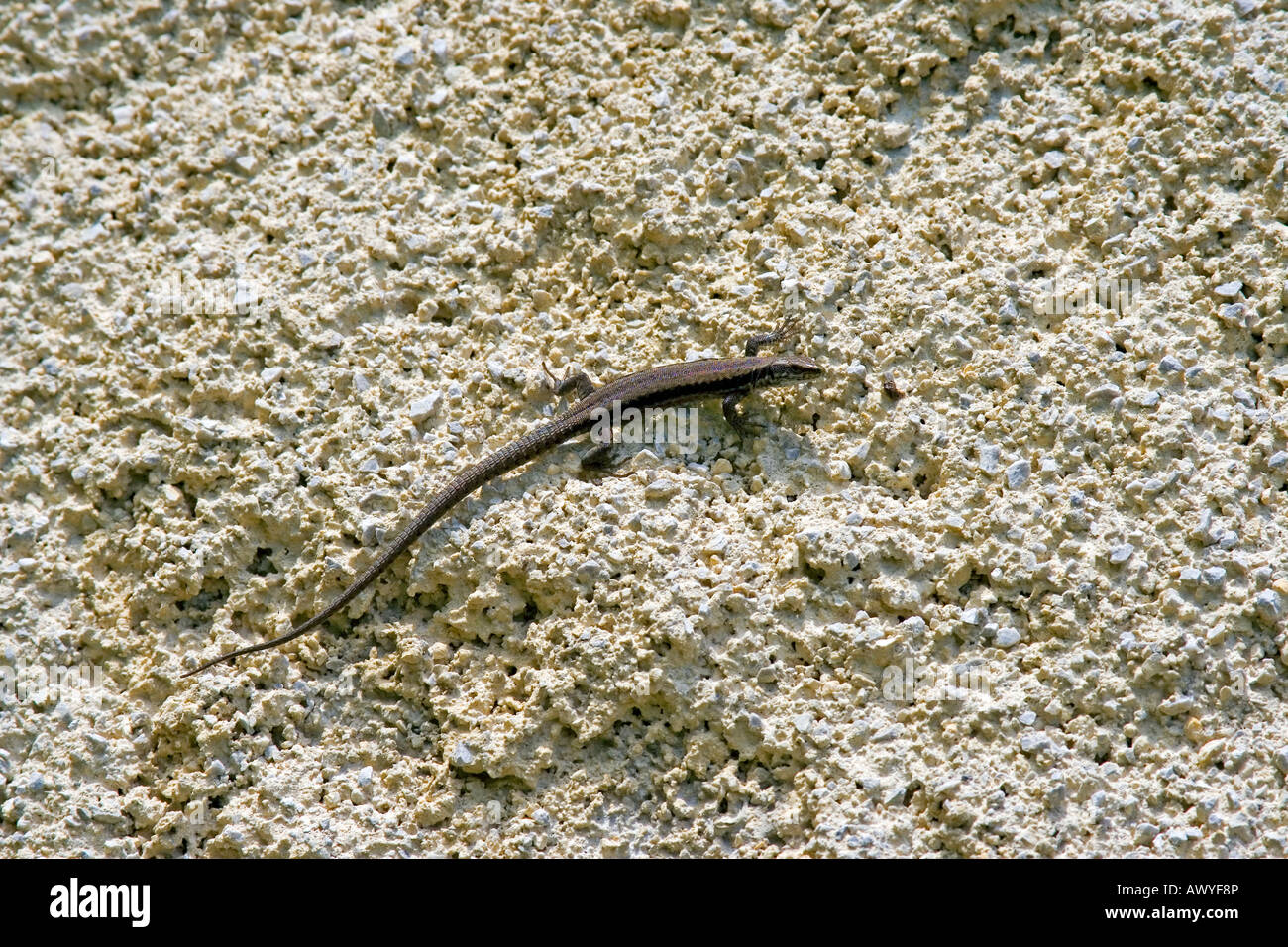 Grey lizard on the wall Stock Photo - Alamy