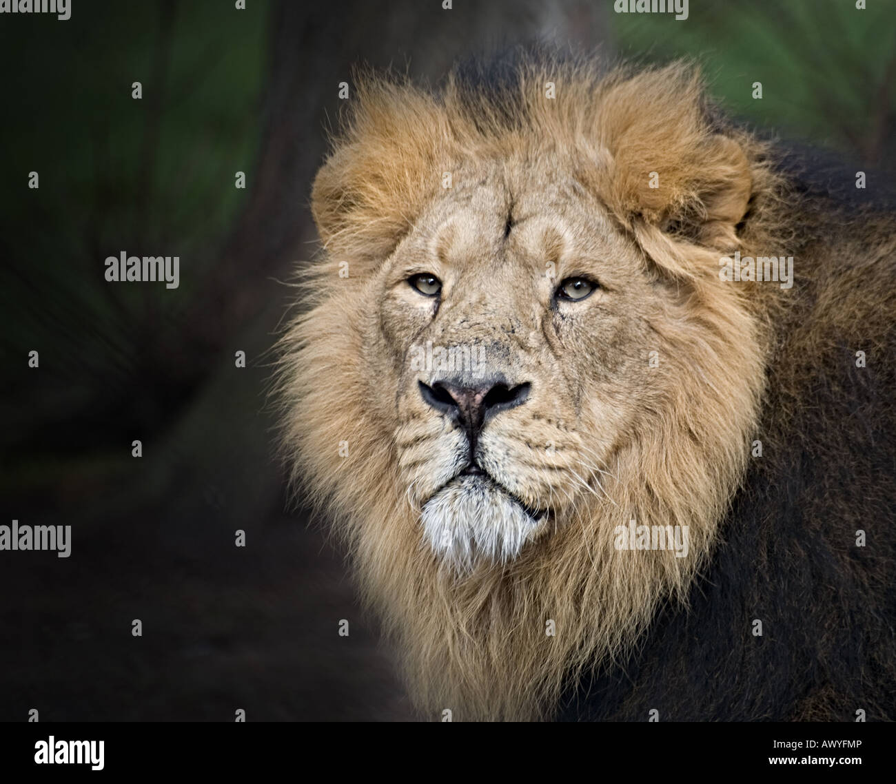 A portrait of a male lion Stock Photo - Alamy