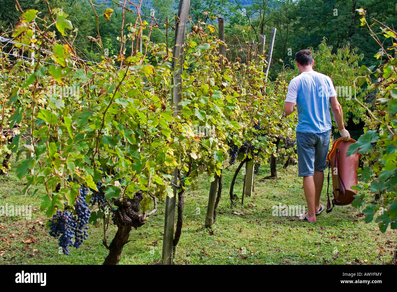 Picking up of the grapes Stock Photo - Alamy