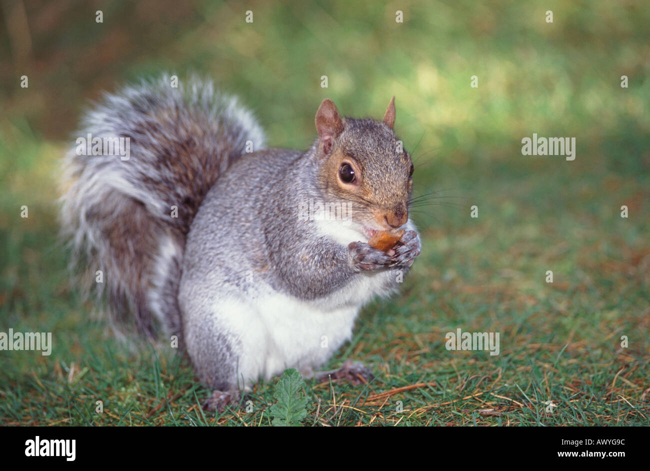 Acorn squirrel hi-res stock photography and images - Alamy