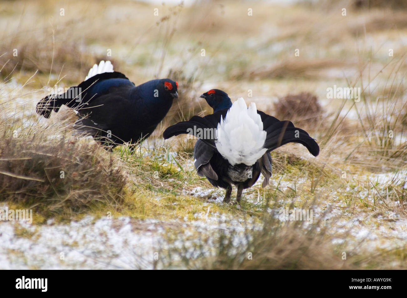 Black Grouse (Tetrao tetrix) lekking Corrimony RSPB reserve Scotland ...