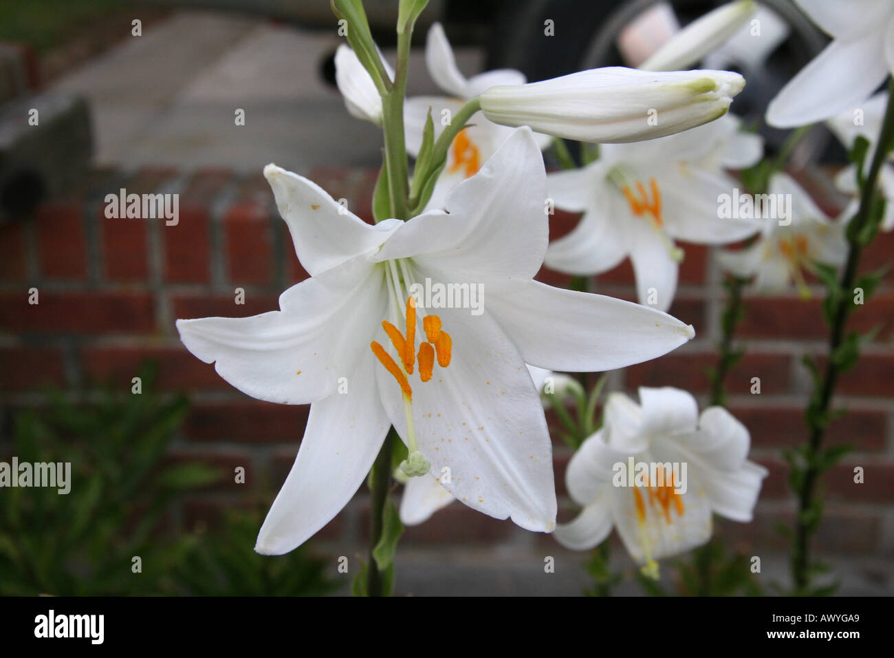 Christian lilly hi-res stock photography and images - Alamy