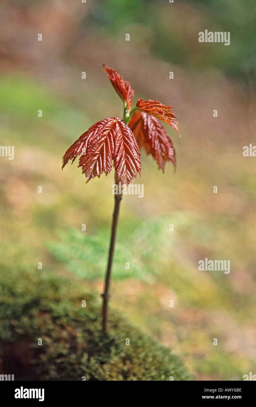 New Sycamore Shoot Acer pseudoplatanus Stock Photo - Alamy