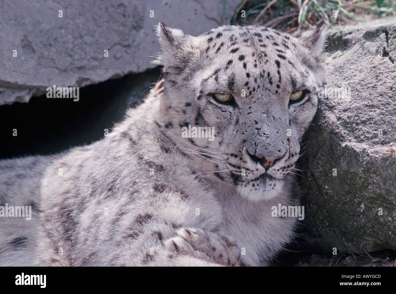 "Snow Leopard" Resting Stock Photo - Alamy