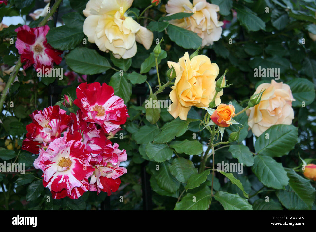 Roses in Bloom Stock Photo - Alamy