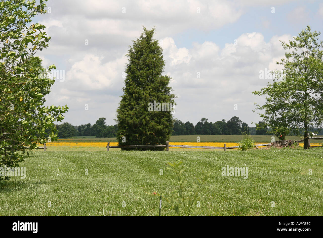 Cedar Tree and Yellow Field Flowers Stock Photo - Alamy