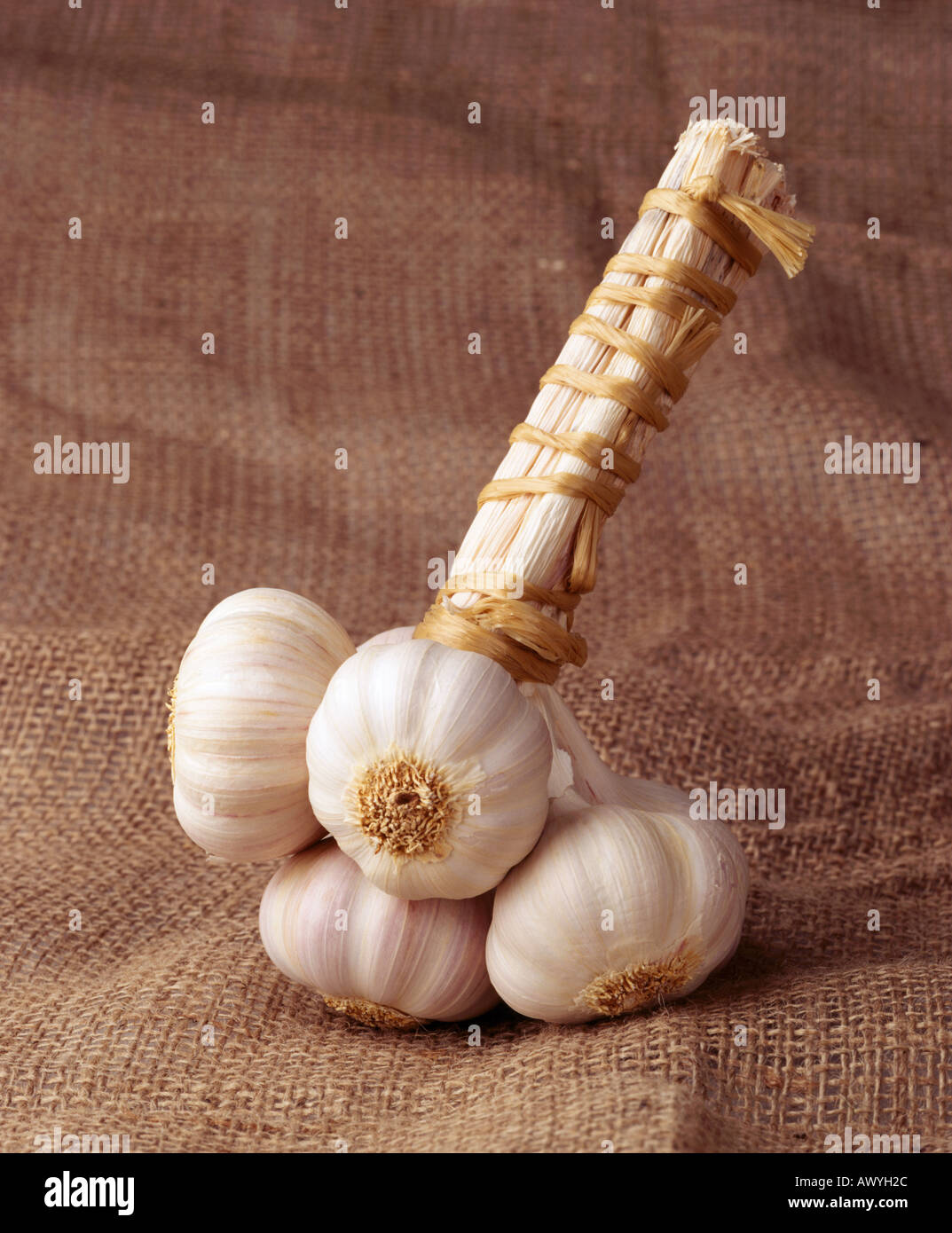 Garlic grappe hi-res stock photography and images - Alamy