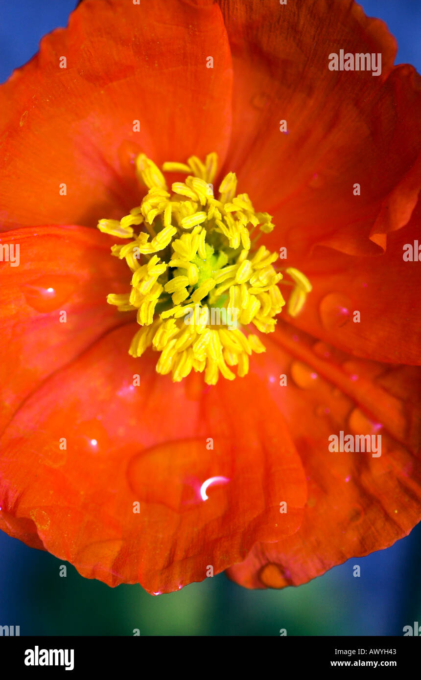 Poppy poppies papaver orange petal Stock Photo - Alamy