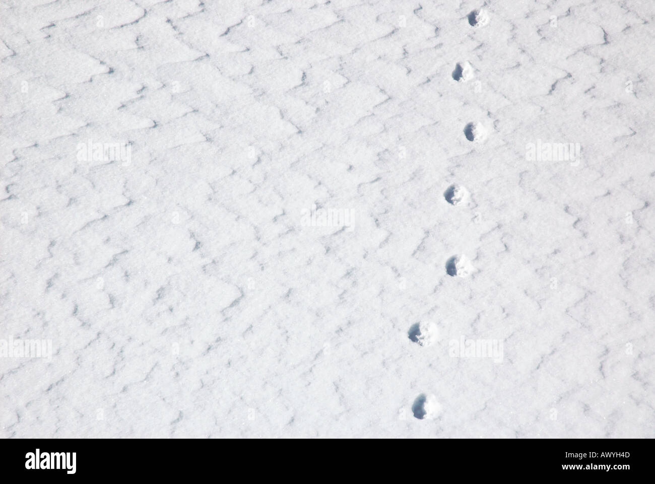Fox tracks in snow hi-res stock photography and images - Alamy