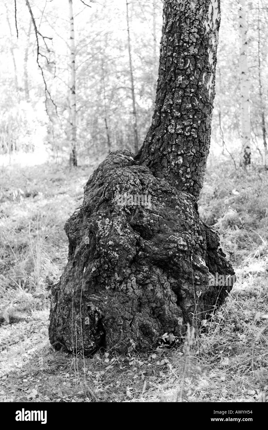 Swollen tree trunk Black and White Stock Photos & Images - Alamy