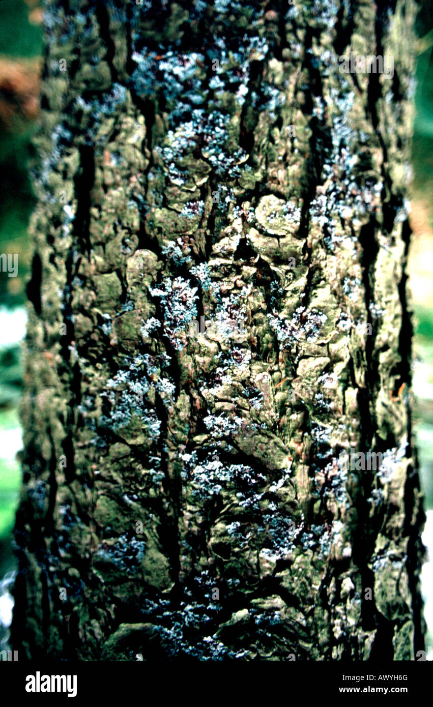 Lichen growing on tree bark Stock Photo - Alamy