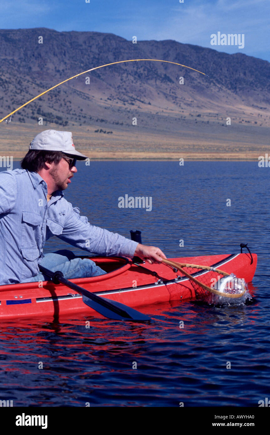 fishing man landing fish Lahonton Cutthroat Trout in net recreational ...