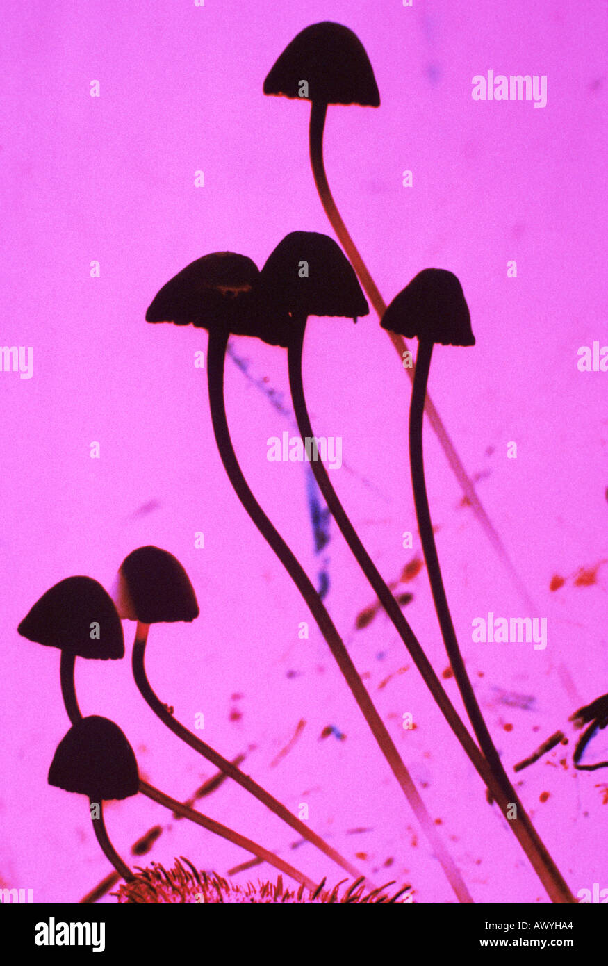 Negative impression hi-res stock photography and images - Alamy