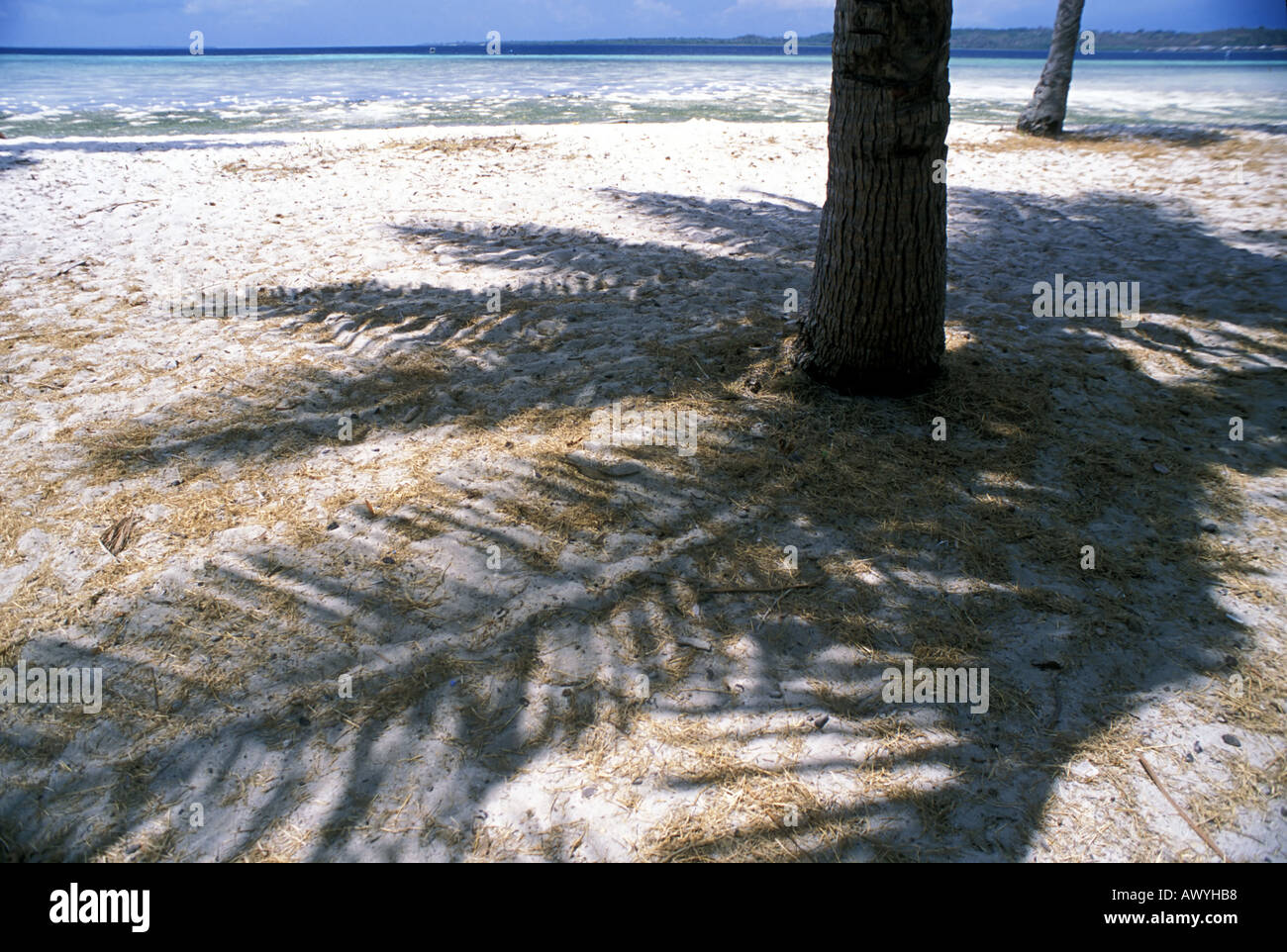 Coconut palm shadows on tropical beach Hoga Island Wakatobi National ...